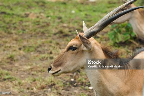 Closeup Portrait Of A Common Eland With Beautiful Horns Portrait Of A