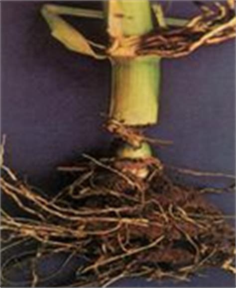 TNAU Agritech Portal Crop Protection