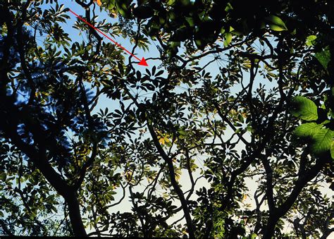 Schefflera Morototoni 16 February 1998