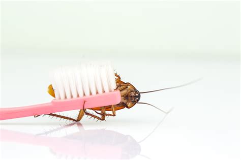 Cockroaches Are On The Toothbrush In The Bathroom And Cockroaches Also