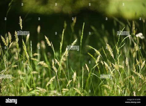 Meadow Of Grasses Grass Spike Standing Out Source Of Pollen Hayfever