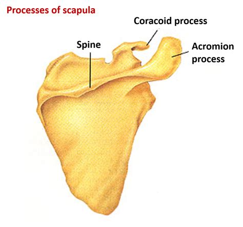 Scapula Anatomy Qa