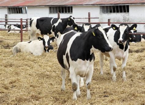 Xaricdən 12 Minə Yaxın Damazlıq Heyvan Alınıb Oxuaz