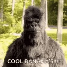 Gorilla GIF - Gorilla - Discover & Share GIFs