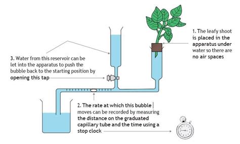 Science Education ﻿how To Make A Simple Low Cost Potometer To