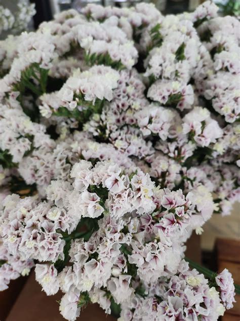 Box Of 80 Stems Of Statice White 20″ Or 50cm Mr Roses Farms