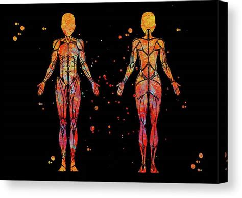Female Muscular System Watercolor Print Anatomy Art Female Muscle