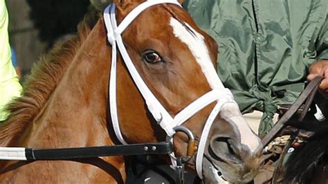 Towhead Americas Best Racing