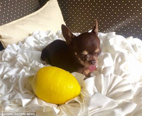 Worlds Most Cloned Dog Miracle Milly Has Been Copied 49 Times