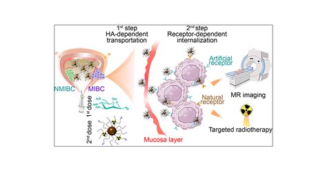 Imaging And Downstaging Bladder Cancer With The 177lu Labeled Bioorthogonal Nanoprobe Acs Nano