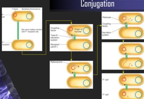 Bio Chapter 2 Lab Quiz Flashcards Quizlet