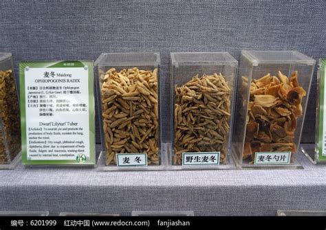 麦冬及说明高清图片下载 红动中国