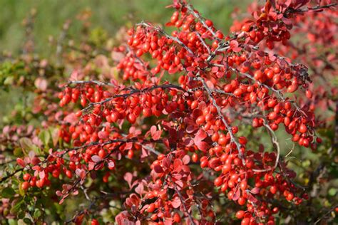 รูปภาพfructify เลือกดูภาพถ่ายสต็อก เวกเตอร์ และวิดีโอ580 Adobe Stock