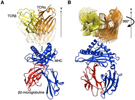 Geometric Definition Of The Tcr Binding Orientation And Rigid