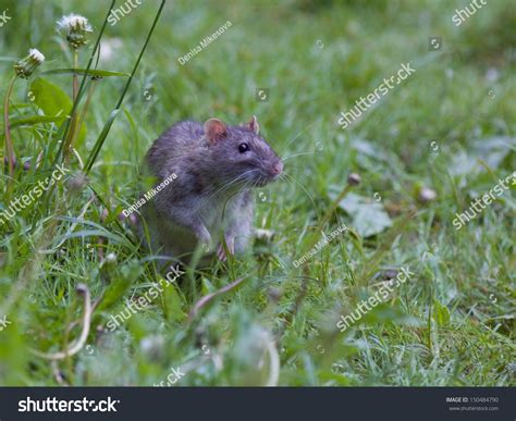 1 Imágenes De Potkan Imágenes Fotos Y Vectores De Stock Shutterstock