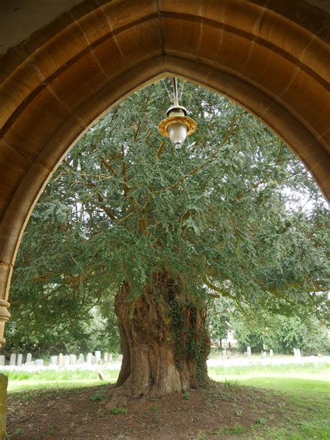 West Coker 4429 Ancient Yew Group