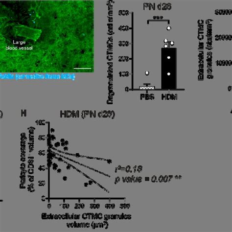 Early Life Allergen Exposure Leads To Immune Cell Recruitment And Mc