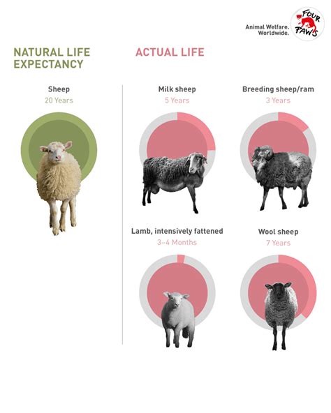 Sheep Species Profile Four Paws Australia