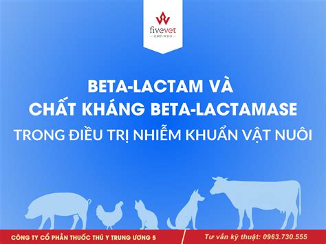 Fivevet Công Ty Cp Thuốc Thú Y Trung Ương 5 • HiỆu QuẢ Khi PhỐi HỢp Beta Lactam VÀ ChẤt KhÁng