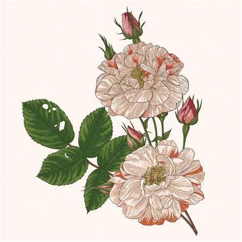 Premium Vector Beautiful Linear D Ecorative Rose Flowers Illustration