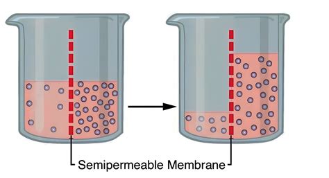 131 Passive Transport Medicine Libretexts