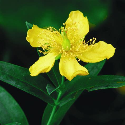 Hypericum Pyramidatum Great St Johns Wort