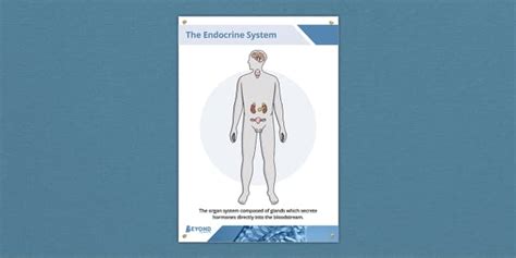 Endocrine System Display Poster Science Beyond Twinkl