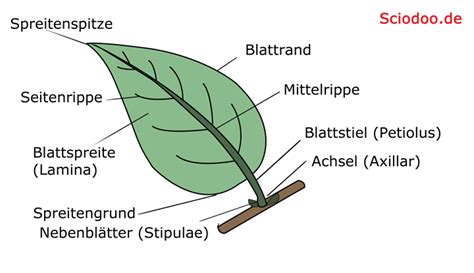 Lichtblatt 6 Fragen Und Antworten Zu Lichtblättern Licht Als