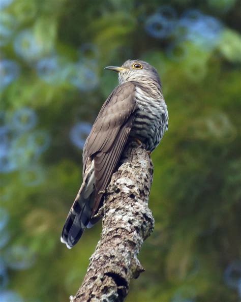 Indian Cuckoo Bird Sound