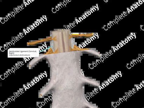 Denticulate Ligament Cervical Right Complete Anatomy