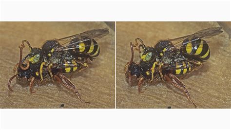 Reproductive Behaviour Pensoft Blog