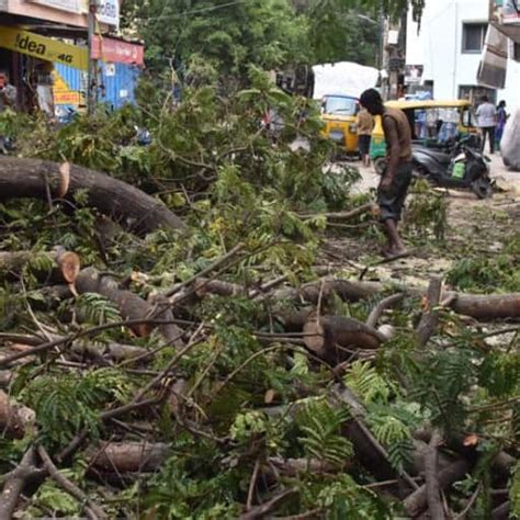 Portfolio Hanumanthu Tree Cutting Services