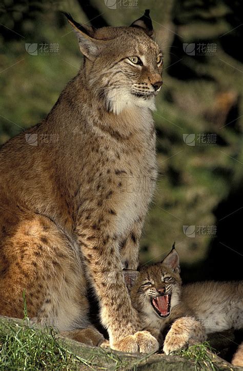 欧洲猞猁，母猞猁与幼崽打哈欠