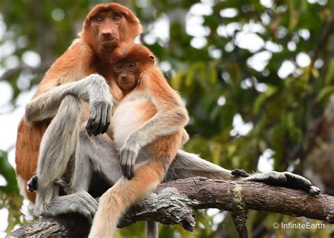 Rimba Raya Biodiversity Reserve Sustainable Travel International