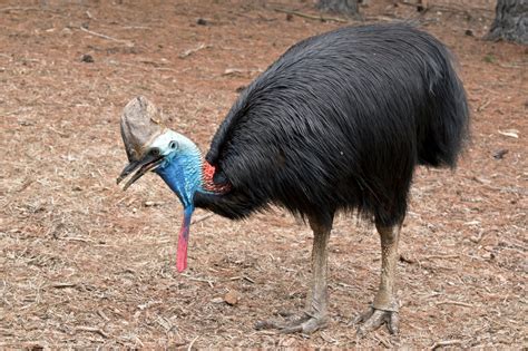 The Most Dangerous Bird In The World