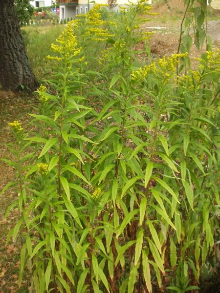 Solidago Canadensis Leaf