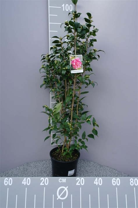 Camellia Japonica Spring Festival Japanse Roos Roze