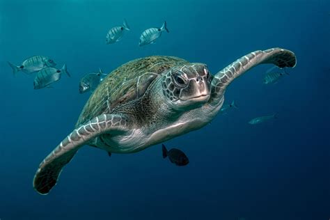 5 Things You Didnt Know About Dry Tortugas National Park Outdoors