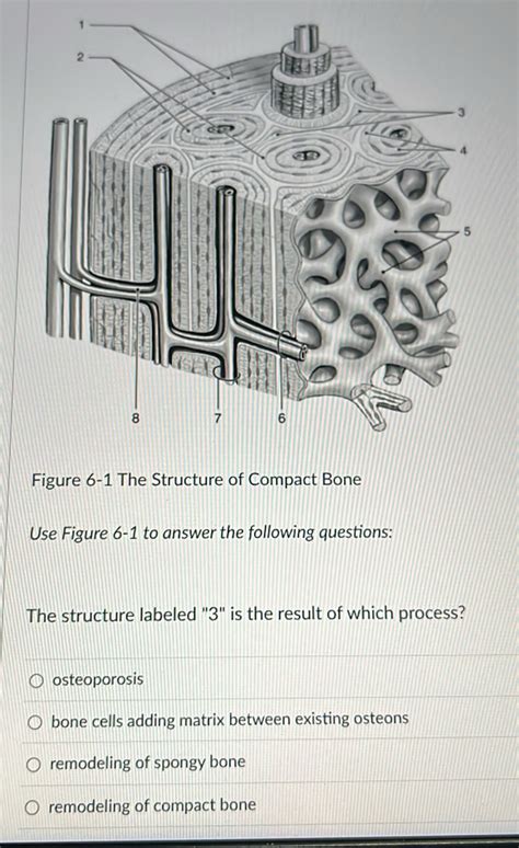 Solved Figure 6 1 The Structure Of Compact Bone Use Figure 6 1 To