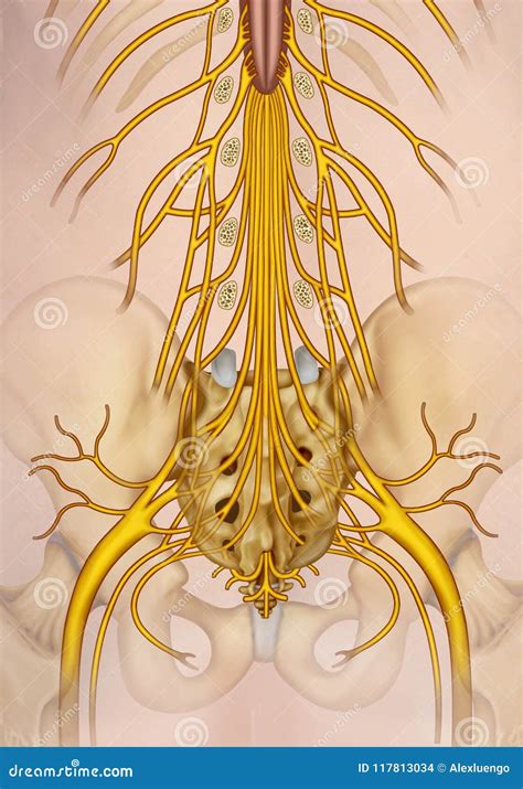 Lumbar And Sacral Nerve Branch Illustration Stock Illustration Illustration Of Communication