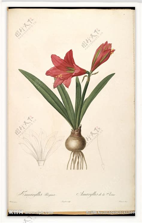 雷杜德兰花植物图图片素材 编号07839348 图行天下