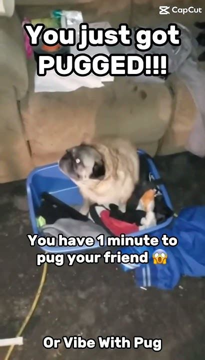 You Got Pugged Youtube