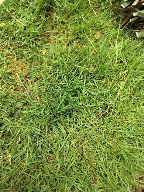 Morphology Of Below Grass Rlawncare