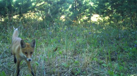 Wildtiere In Tschernobyl ändern Ihr Verhalten Während Russischer