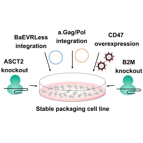 Engineered Packaging Cell Line For The Enhanced Production Of Baboon