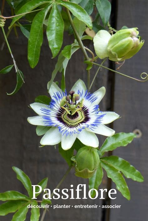 Passiflore Fleur De La Passion Planter Cultiver Tailler Fleur De