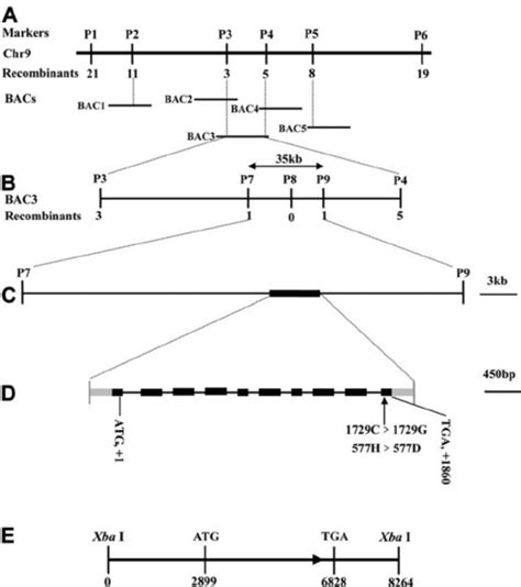 Fine Mapping And Positional Cloning Of The Osgl1 1 Gene A The