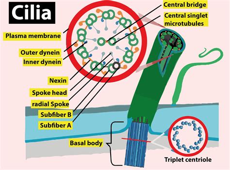 A Cilium Beatsa Asymmetrically By The Sweeping Actionb