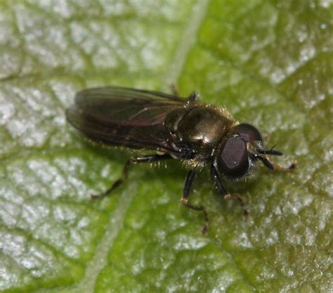 Pipizella Viduata Naturespot