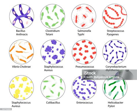 Harmful Microorganisms With Names